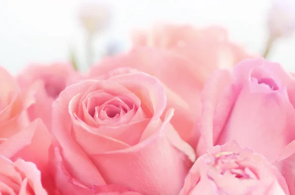 Pink roses on pink background — Stock Photo © strelok #23155126