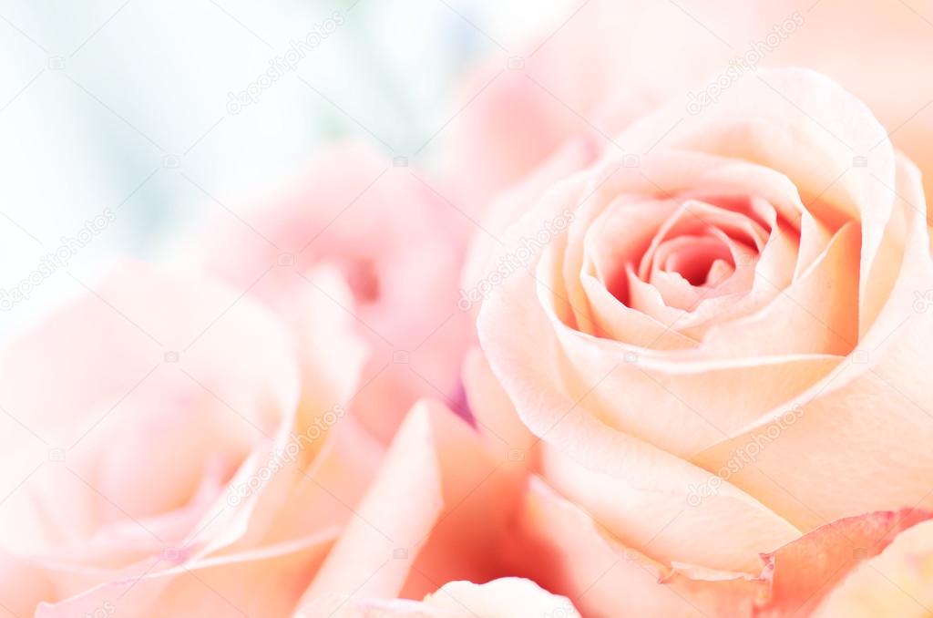 Beautiful soft pink rose — Stock Photo © kwanchaidp #71477579