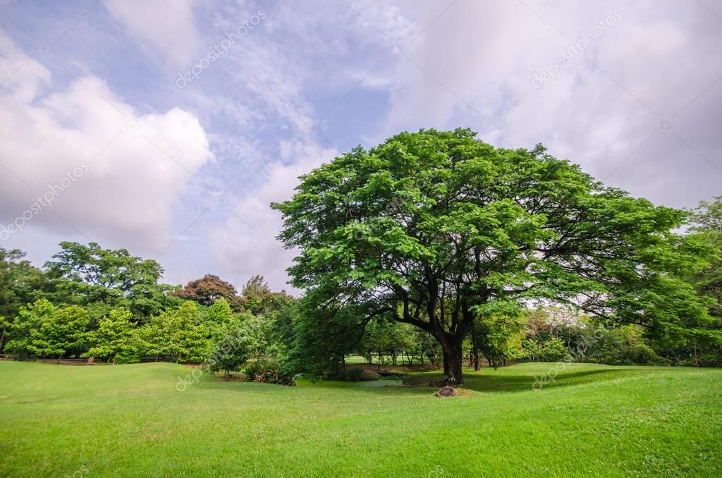 Big tree on green grass field Stock Photo by ©kwanchaidp 78665648