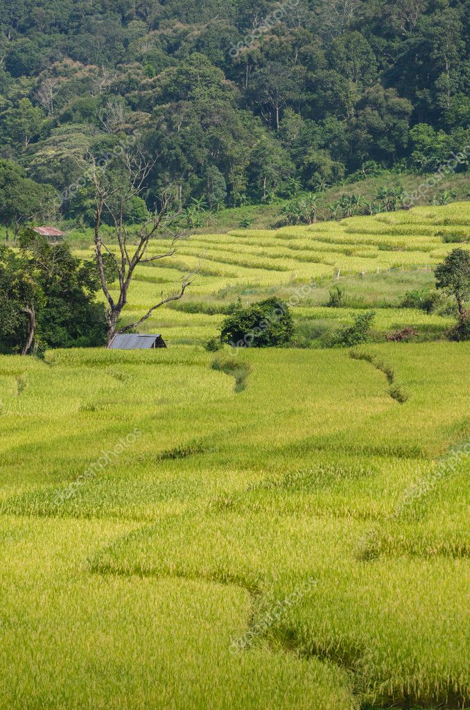 Mae Kalng Luang , Thailand Terraced Rice Field — Stock Photo ...