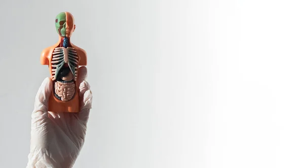 3d skinless human model with inner organs inside. Healthcare and health ...