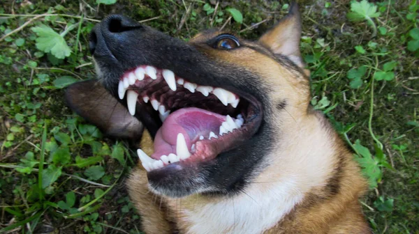 German Shepherd Metal Teeth