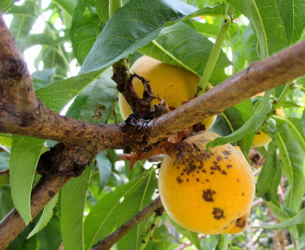 Fruit tree pests Stock Photos, Royalty Free Fruit tree pests Images ...