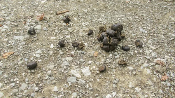 Goat feces Stock Photos, Royalty Free Goat feces Images | Depositphotos