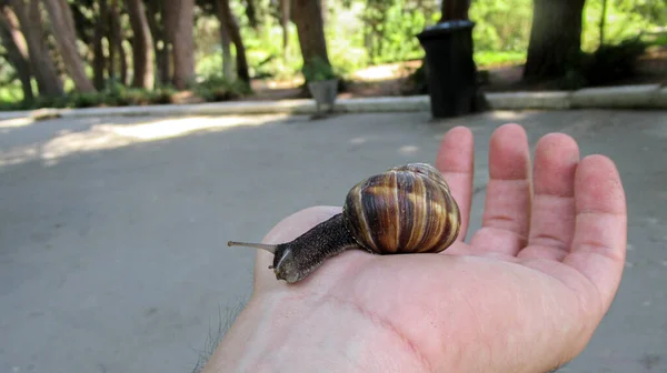 Grote slakken fotos de stock, imágenes de Grote slakken sin royalties ...