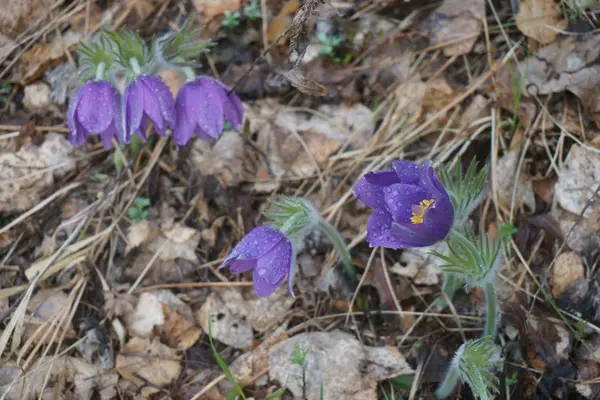 Baikal flowers Stock Photos, Royalty Free Baikal flowers Images ...