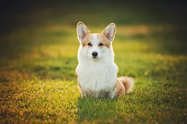 Are Corgis Smart Dogs