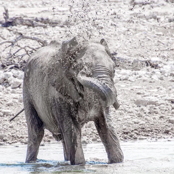 Elephant splash water Stock Photos, Royalty Free Elephant splash water ...
