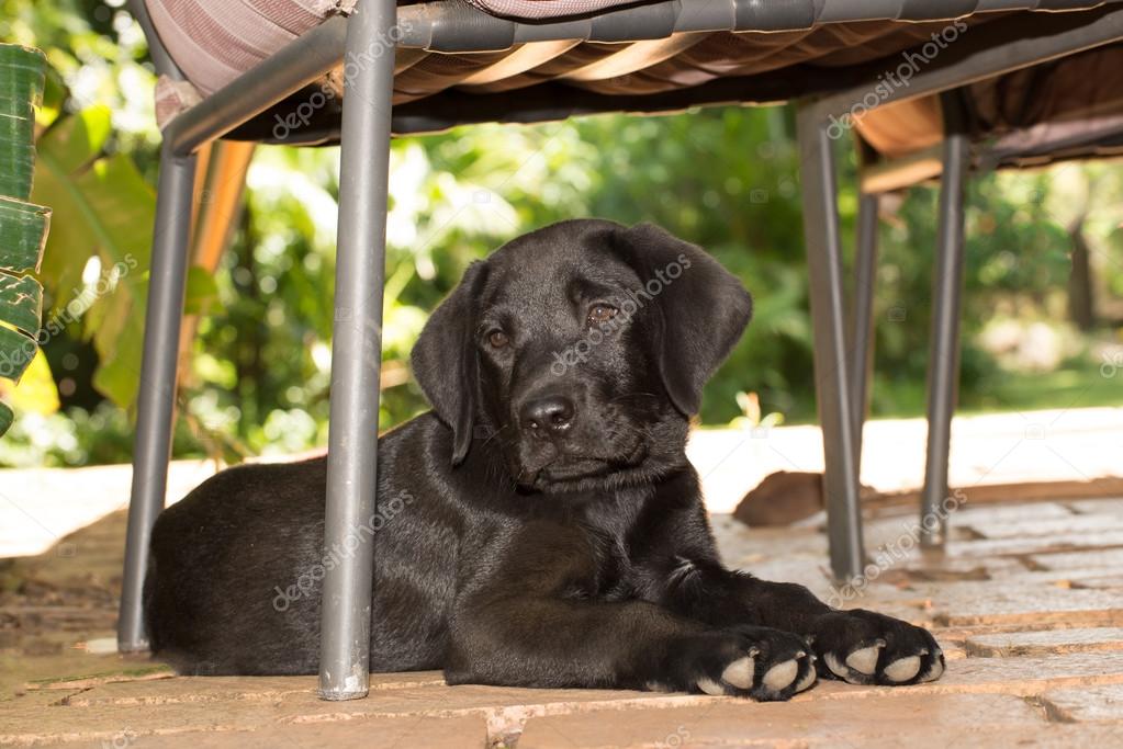 Labrador Puppy Under Chair — Stock Photo © JFJacobsz #67476203