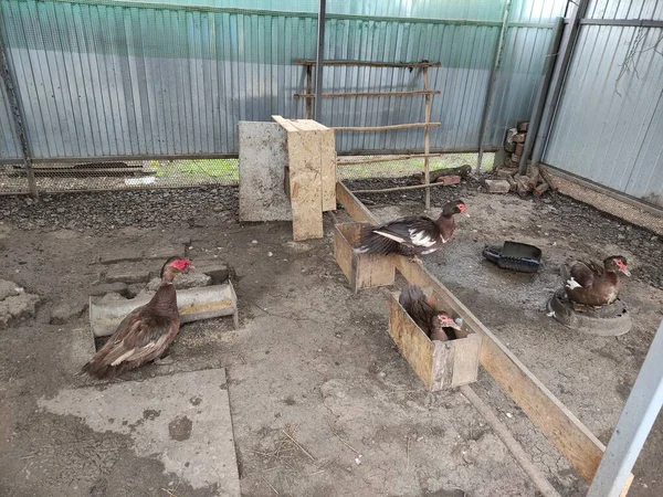 Tavuk kafesi Stock Photos, Royalty Free Tavuk kafesi Images | Depositphotos