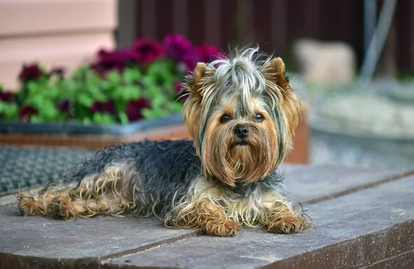 Silverback Yorkshire Terrier