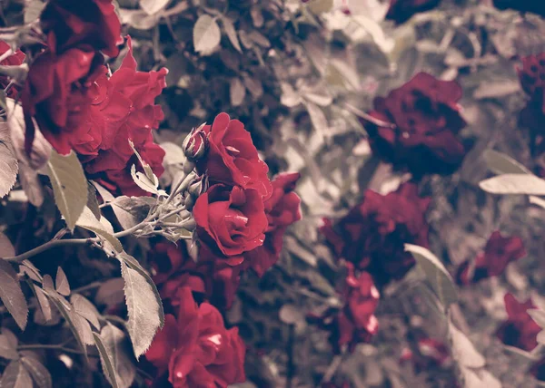 Flores cher images libres de droit, photos de Flores cher | Depositphotos