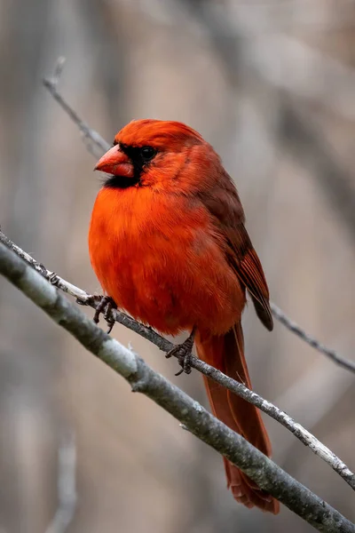 Male cardinal Stock Photos, Royalty Free Male cardinal Images ...