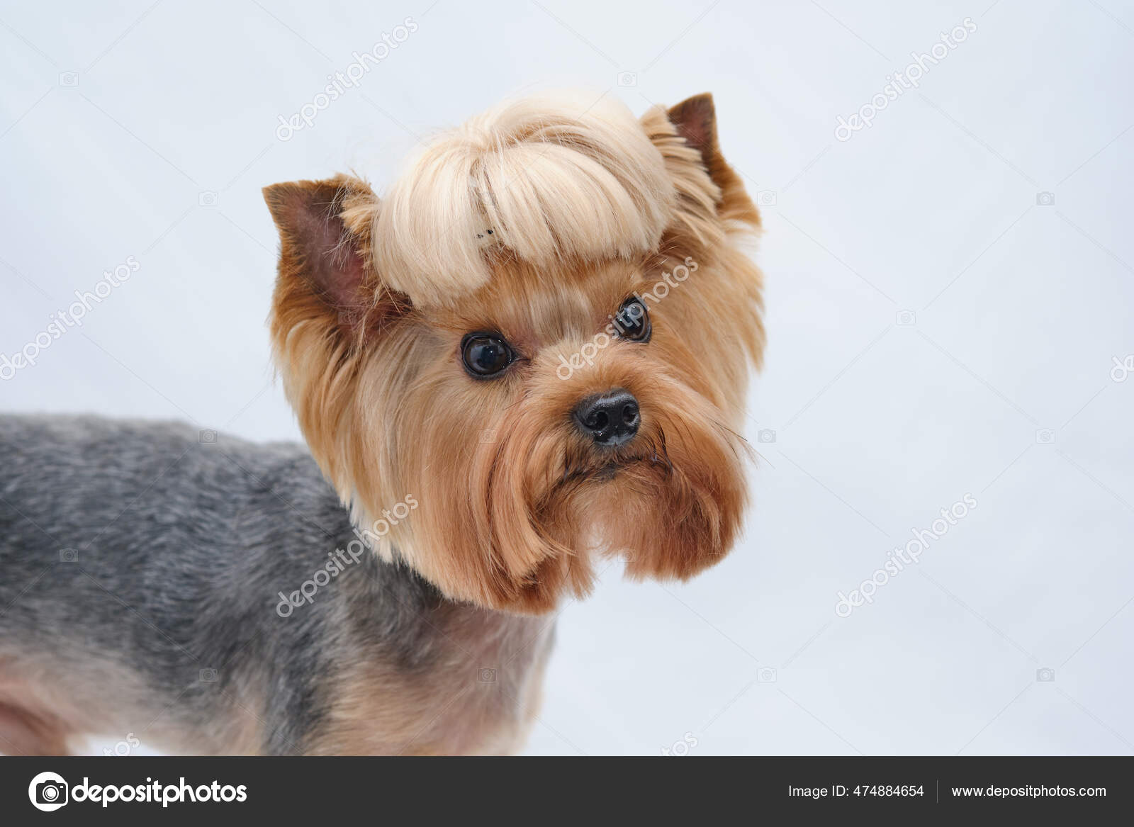 Silky Yorkie Hairstyles