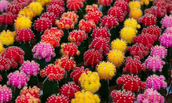 Colorful cacti Stock Photo by ©margostock 60745283