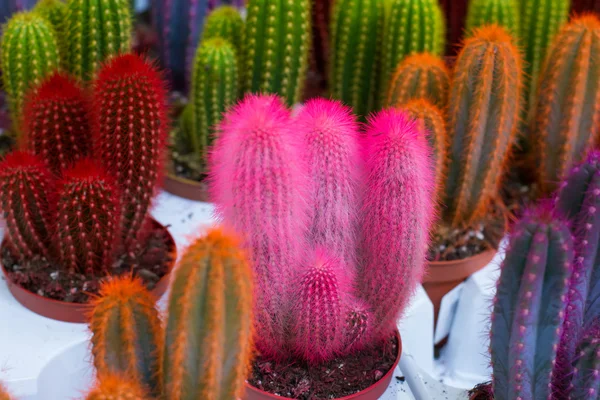 Colorful cacti Stock Photo by ©margostock 60745283