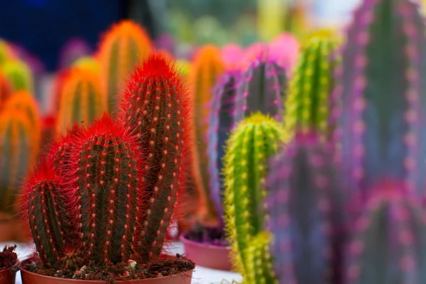 Colorful cacti Stock Photo by ©margostock 60745283