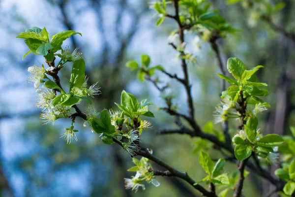 Flowers Elms Karagach Elm Tree Fruits Elm Tree — Stock Photo © ekina1 ...