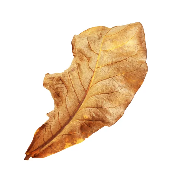 Dry Leaf Pictures