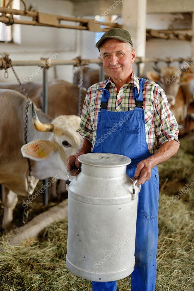 Farmer with dairy cows Stock Photo by ©vision.si 58355523