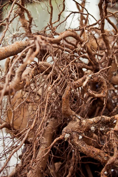Plants roots Stock Photos, Royalty Free Plants roots Images | Depositphotos