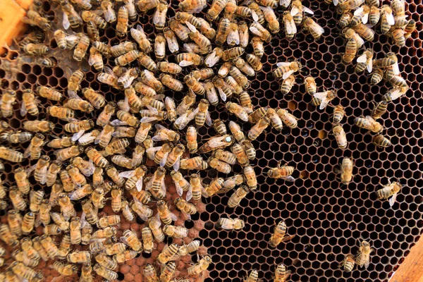 Queen bee close up - Stock Image - Everypixel