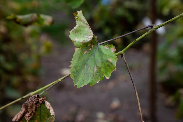Leaves Fruits Green Grapes Spots Anthracose Mildew Oidium Grape Primary Stock Photo by ...