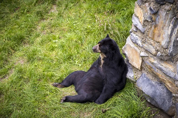 Baribal bear Stock Photos, Royalty Free Baribal bear Images | Depositphotos