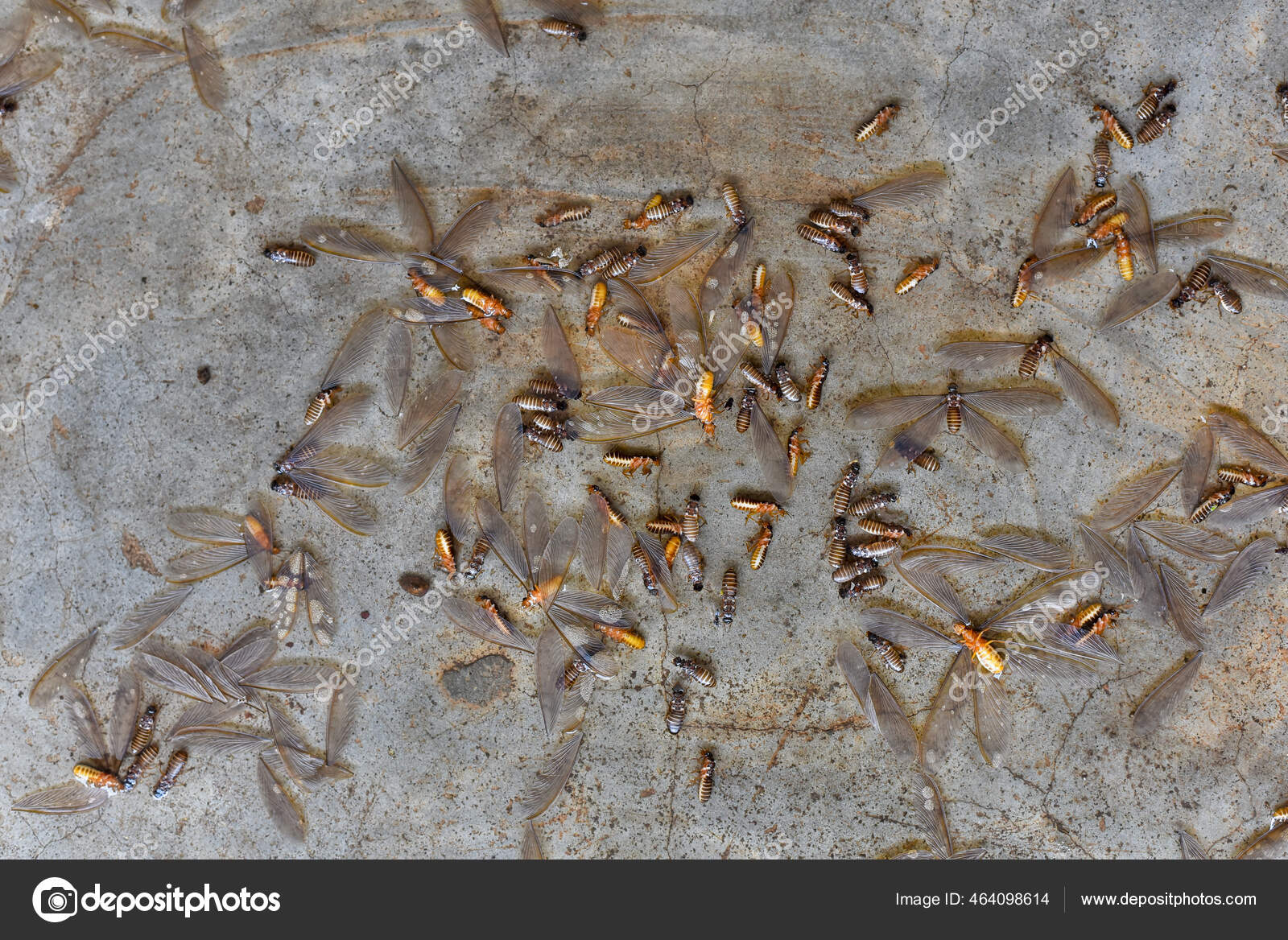 Group Dead Flying Termite Alates Floor Stock Photo by ©Kavin-GFX 464098614