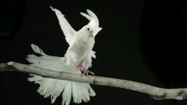 White bird landing on branch — Stock Video © soraphotography #61559183