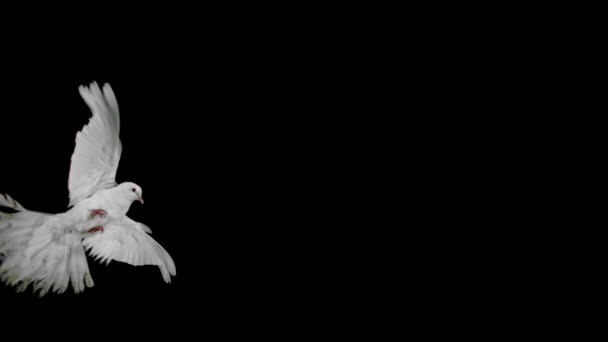 White bird landing on branch — Stock Video © soraphotography #61559183