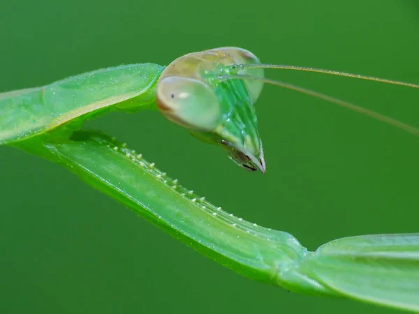 Mantis insects Stock Photos, Royalty Free Mantis insects Images ...