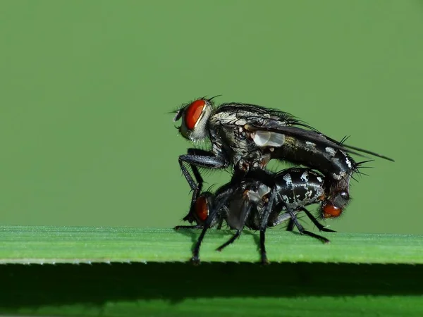 Imágenes de Insectos hematófagos, fotos de Insectos hematófagos sin ...