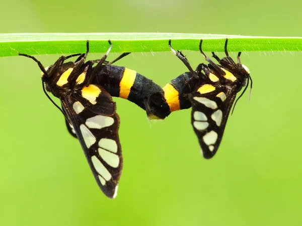 Paring vlinders Stock Photos, Royalty Free Paring vlinders Images ...