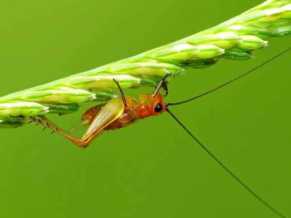 Insects have a three-part body (head, thorax and abdomen), three pairs ...