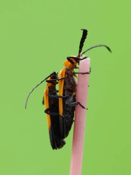 Insects have a three-part body (head, thorax and abdomen), three pairs ...