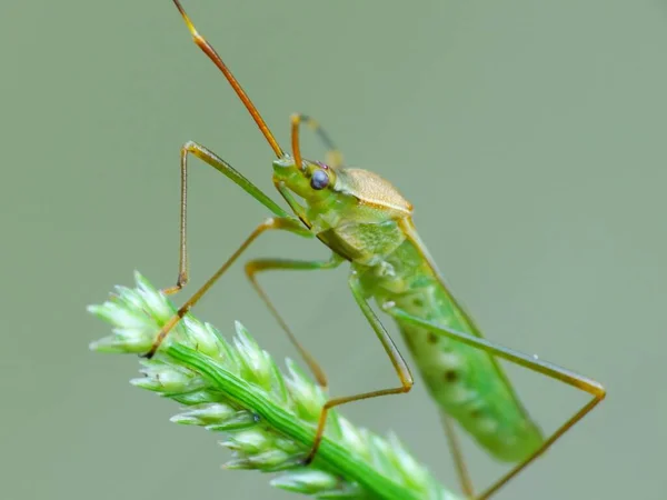 Insectos prados Stock Photos, Royalty Free Insectos prados Images ...