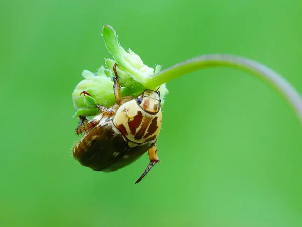 Cicada shell Stock Photos, Royalty Free Cicada shell Images | Depositphotos