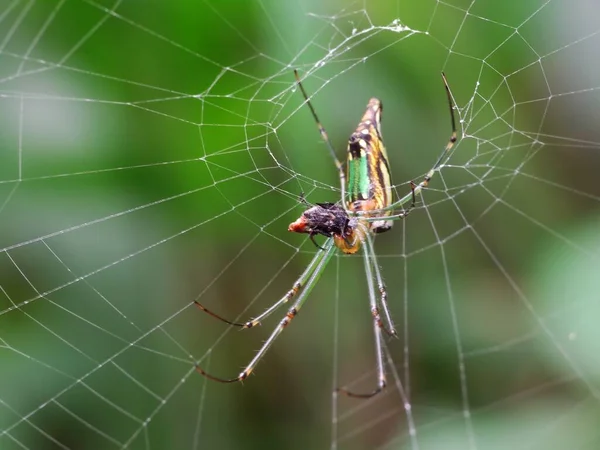 The diet of a spider depends on its type. Web-building spiders like to feed on insects like ...