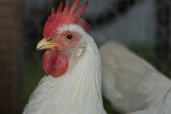 Razas De Pollos Blancos 🐓Gallina PONEDORA BLANCA🐔 Leghorn