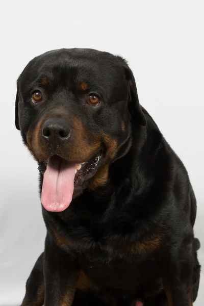 Pictures: puppy profile | Rottweiler puppy profile portrait — Stock ...