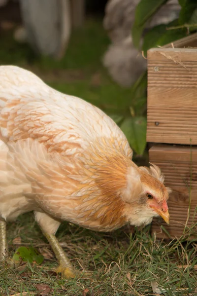 Domestic chickens Stock Photos, Royalty Free Domestic chickens Images ...