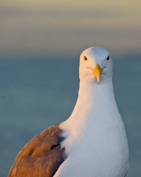 Smiling seagull Stock Photos, Royalty Free Smiling seagull Images ...
