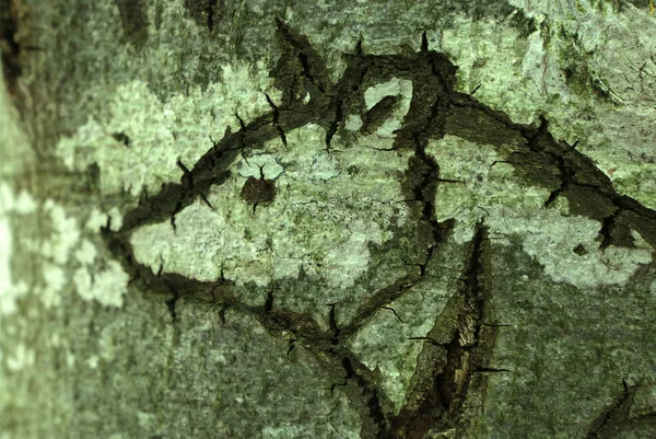 Master splinter hanging from a tree outline Stock Photos, Royalty Free ...