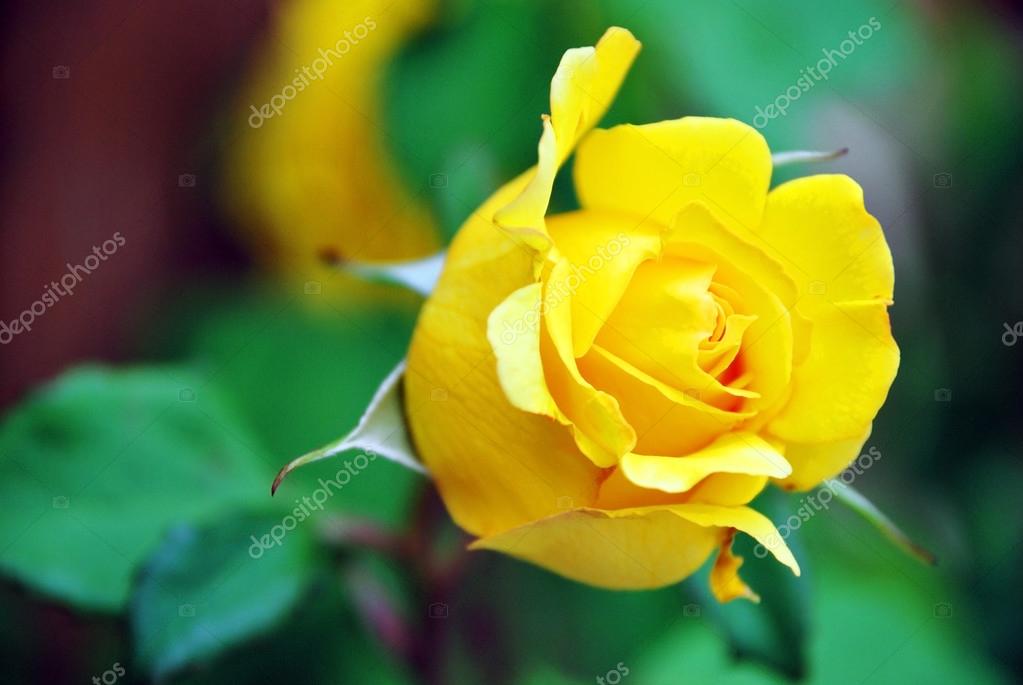 A single yellow rose in a garden — Stock Photo © Belish #56941909