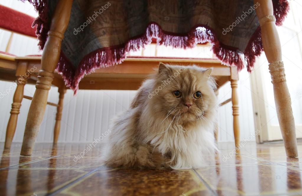 Pictures: cat under the table | Persian cat under the table — Stock ...