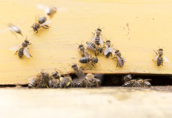 Honey bees in yellow beehive — Stock Photo © Belish #70746815