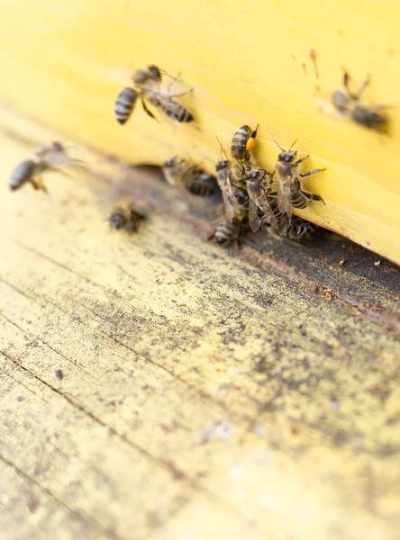 Honey bees in yellow beehive — Stock Photo © Belish #73370551