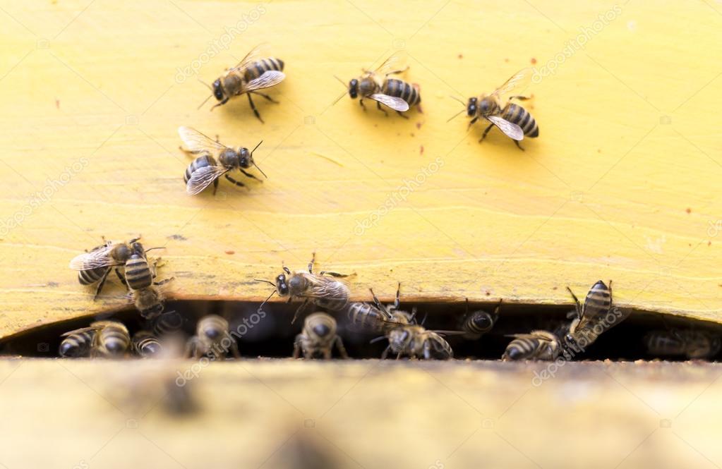 Honey bees in yellow beehive — Stock Photo © Belish #70746815