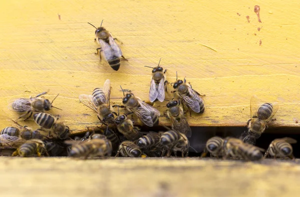 Honey bees in yellow beehive - Stock Image - Everypixel